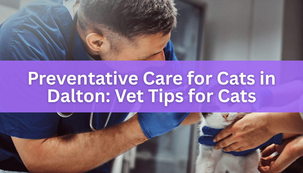Preventative Care for Cats in Dalton: Vet Tips for Cats | Preventive ...