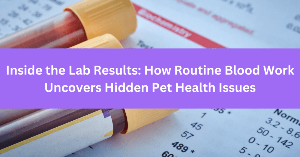 Inside the Lab Results: How Routine Blood Work Uncovers Hidden Pet ...