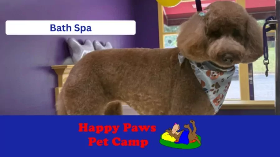 Bath Spa Or Complete Spa Treatment | Happy Paws Pet Camp