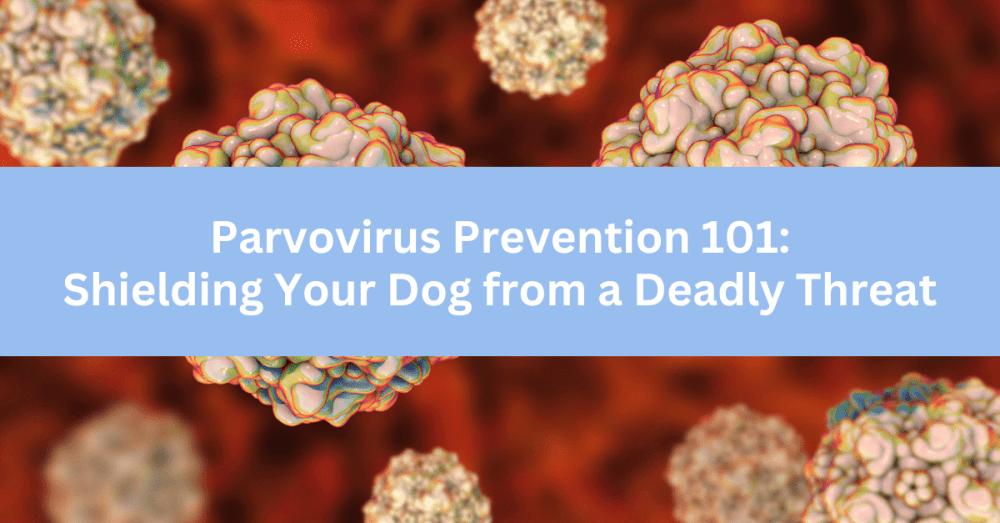 Parvovirus Prevention 101: Shielding Your Dog from a Deadly Threat ...