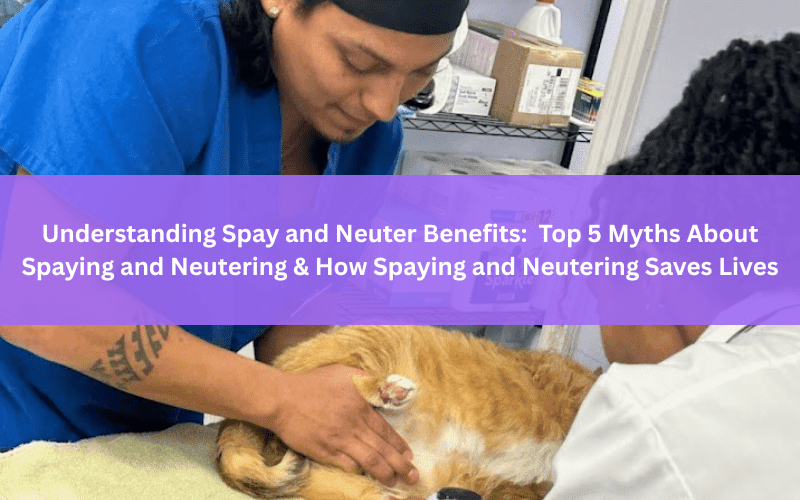 Understanding Spay and Neuter Benefits Top 5 Myths About Spaying and ...